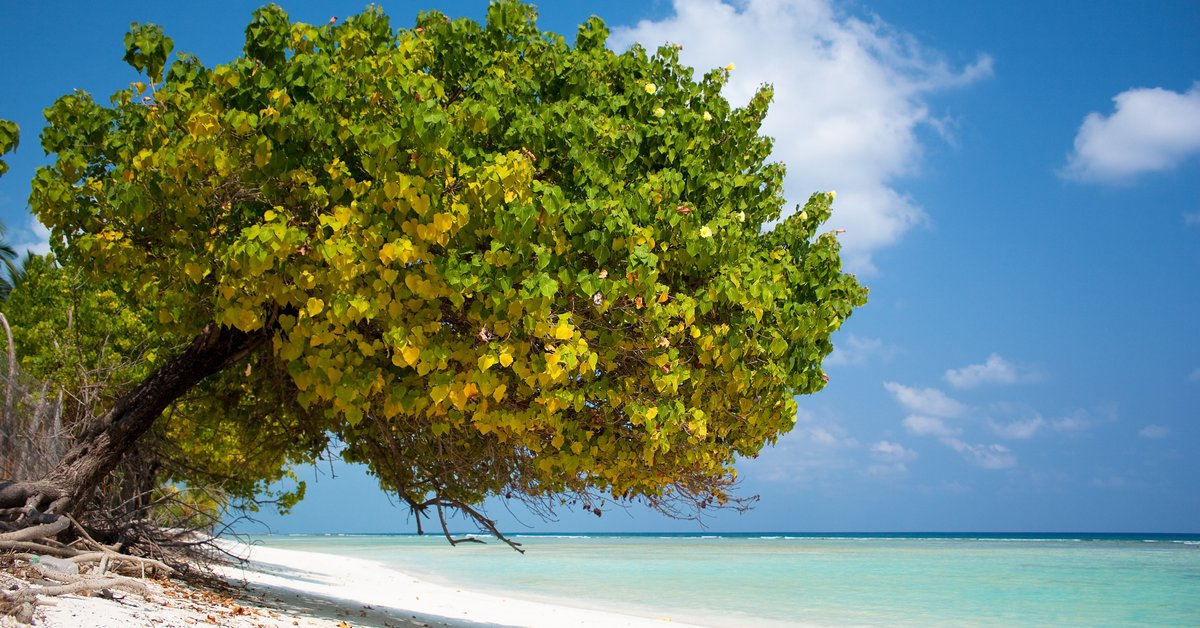Agatti Island‎ trips